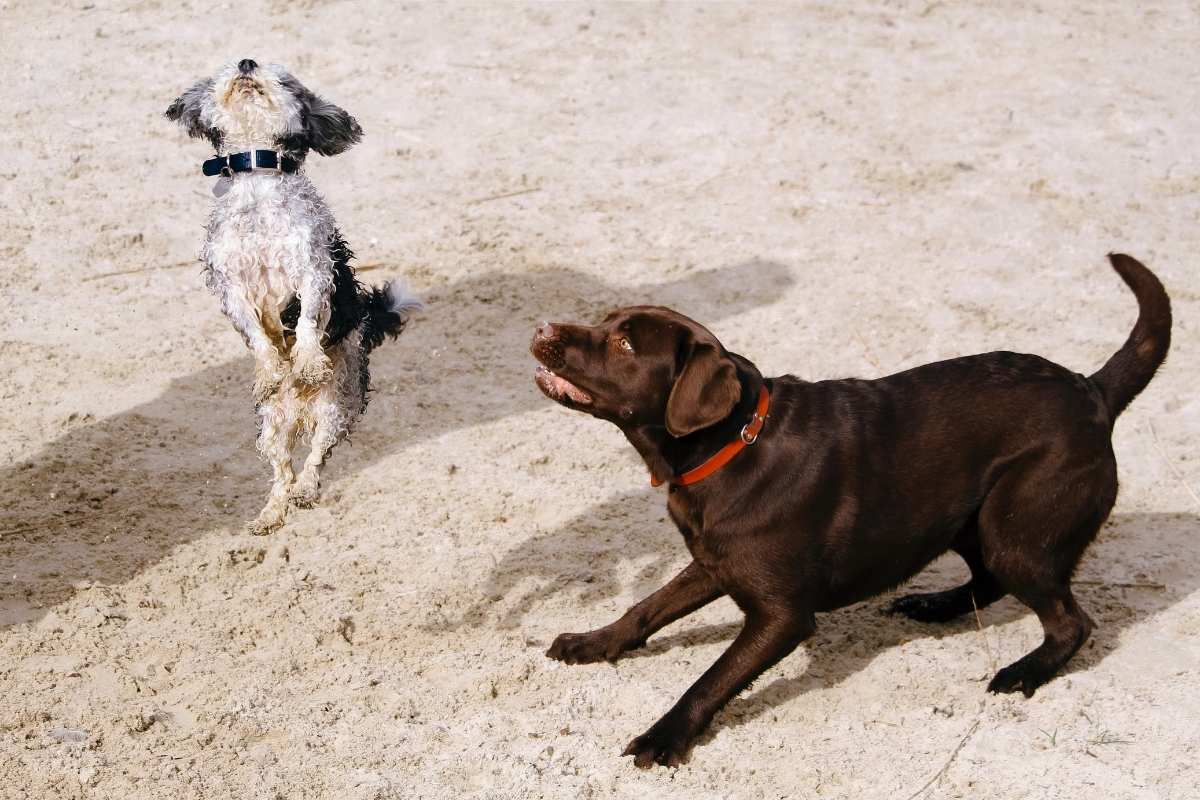 Local guide to off-leash dog parks in Ridge Meadows – The Ridge
