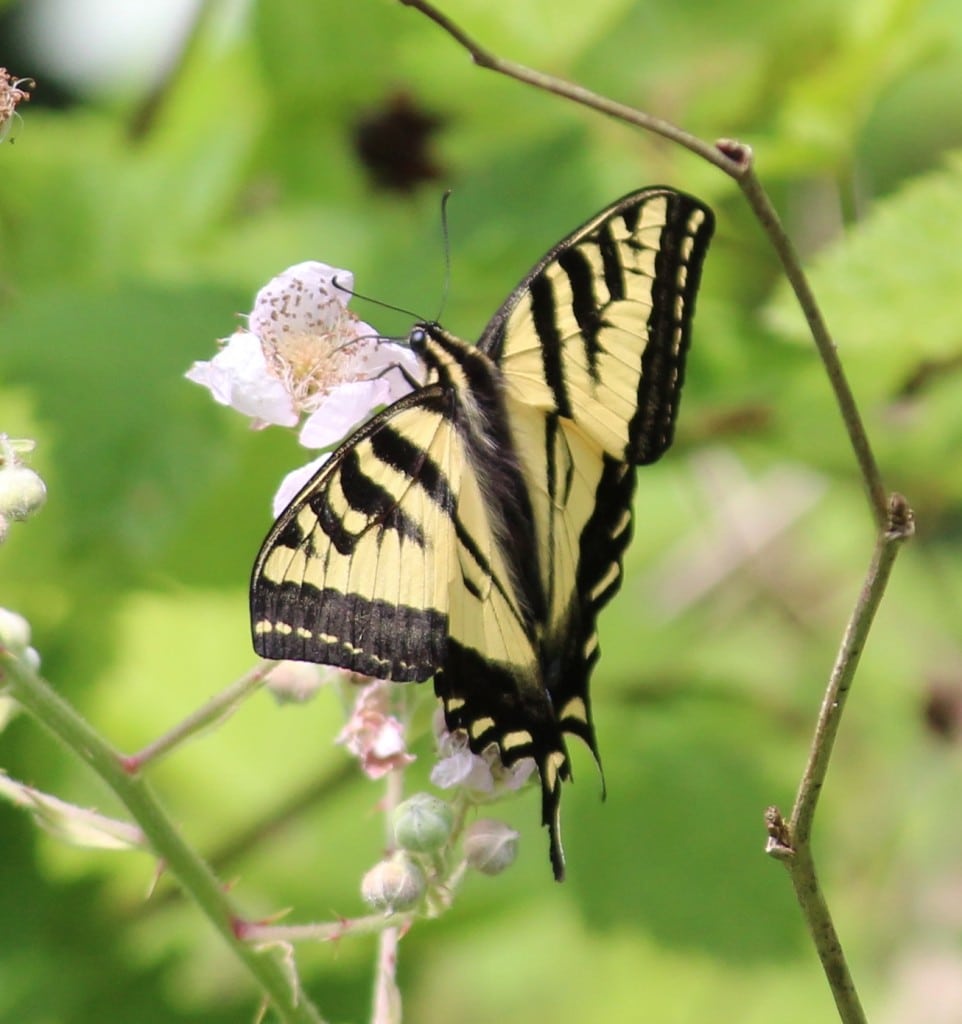 How photographing bugs contributes to science – The Ridge