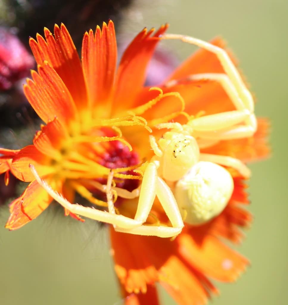 How photographing bugs contributes to science – The Ridge